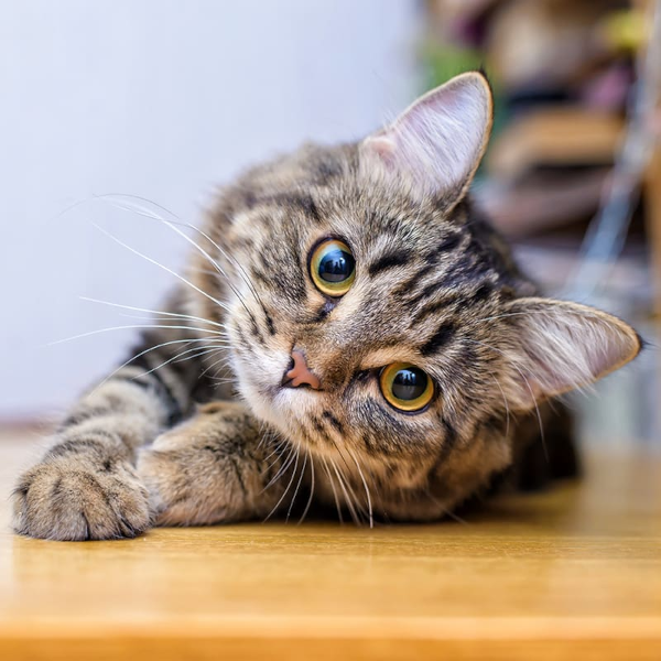 Introduction to Computer Vision